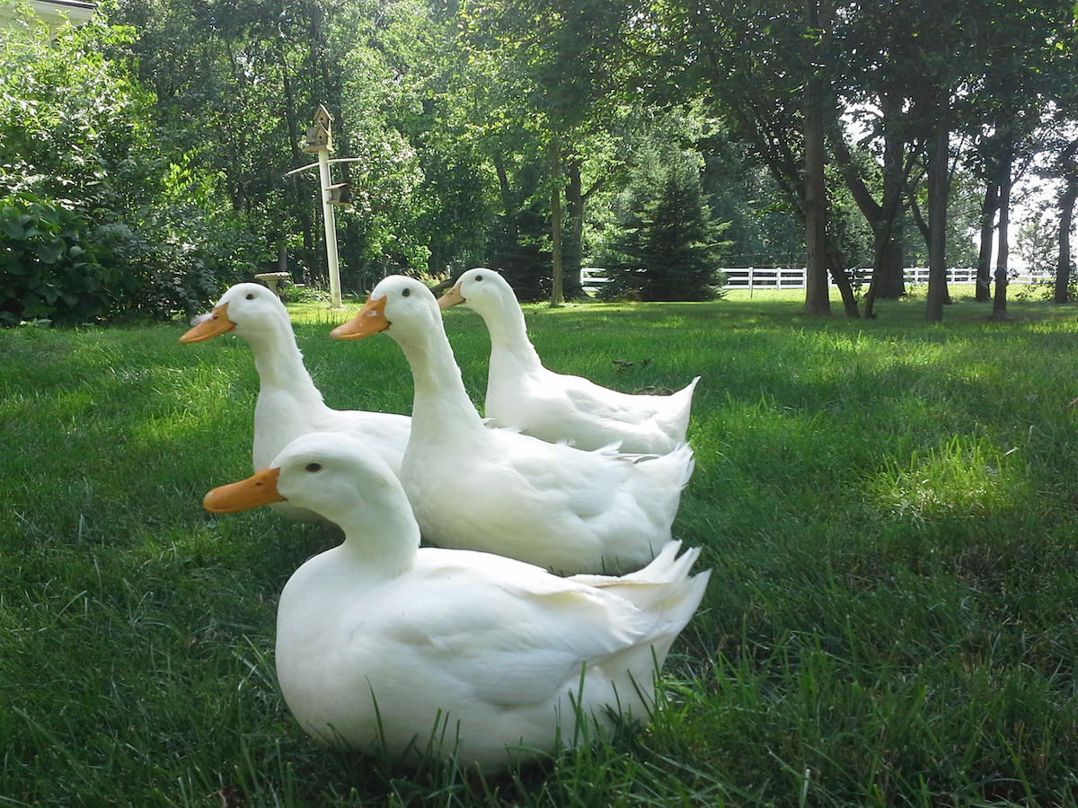 Breeding Ratios for Chickens and Ducks - Backyard Poultry